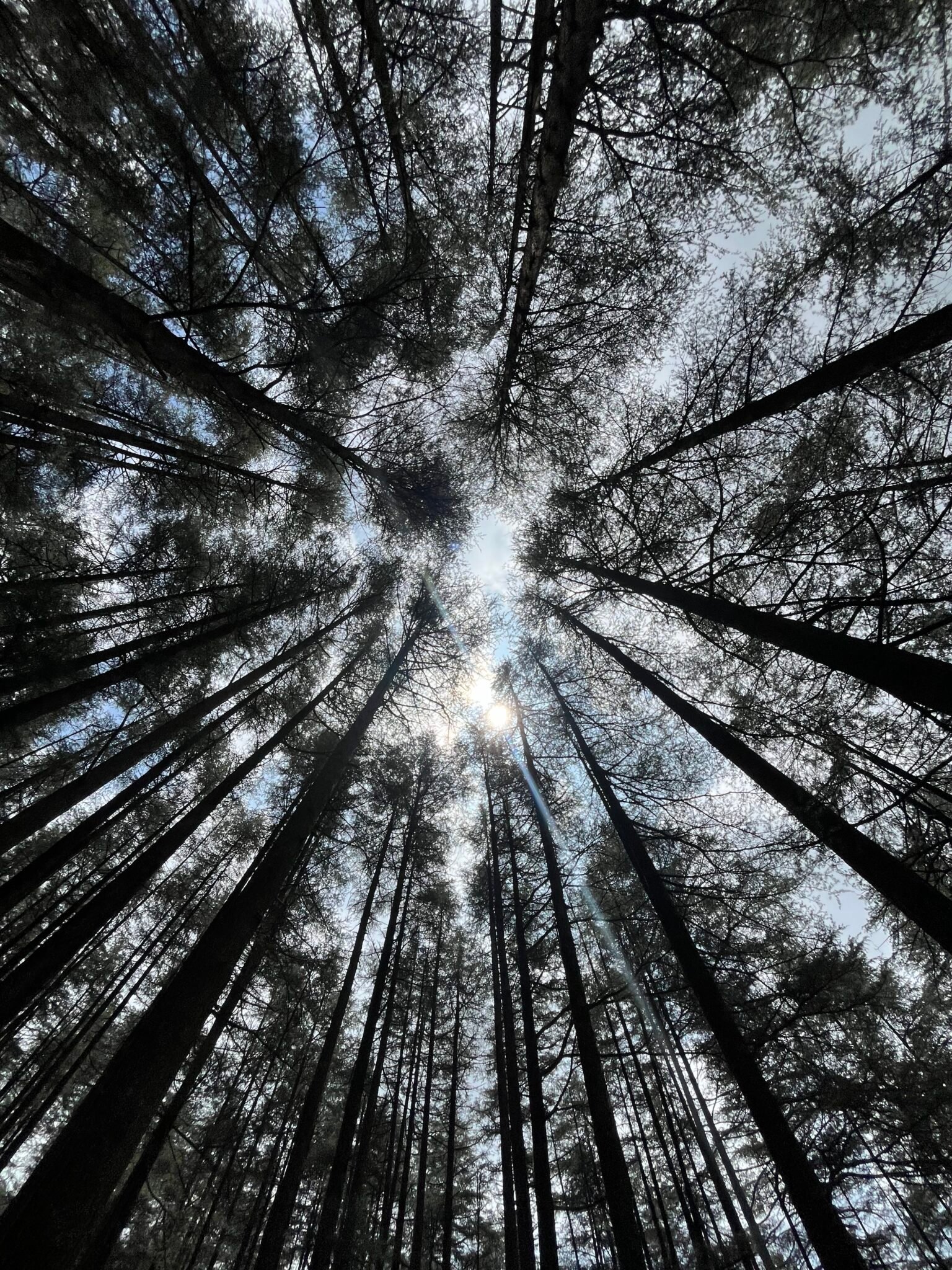 Discovering Devalsari: A Biodiversity Haven and Cultural Treasure in ...